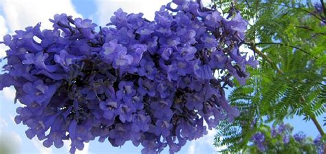 How To Keep A Jacaranda Tree Small 10 Easy Steps 2026