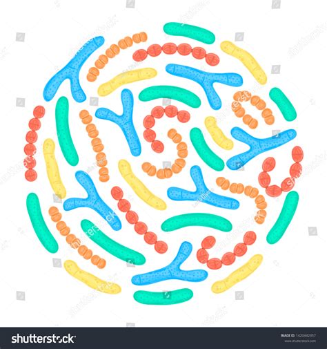 Vector Probiotics Circular Shape Bifidobacterium Lactobacillus Vector