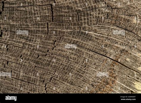Textural Patterns In Tree Bark Stock Photo Alamy