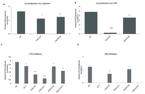 Invitro H2s Production In Hek 293 T Cell Lines Cells From Wt Tum1 Ko