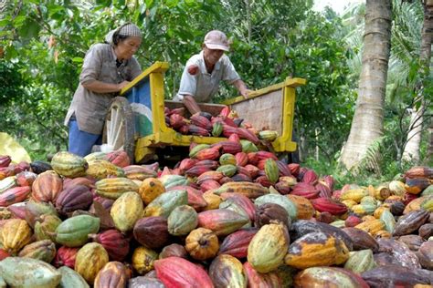 Cocoa Beans Supplier Pt Sepakat Multi Niaga