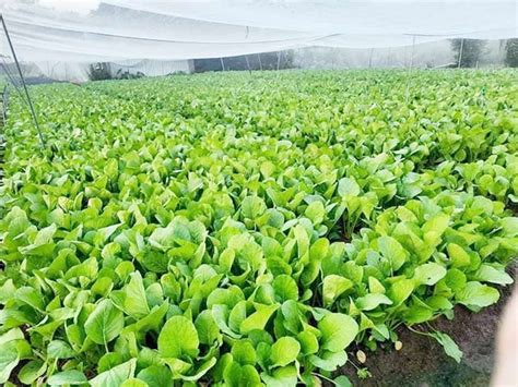 Phù Sa Là Gì Thành Phần Và Công Dụng Của đất Phù Sa