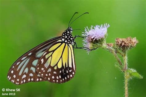 Butterfly Eating