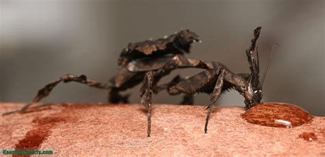 Ghost Praying Mantis