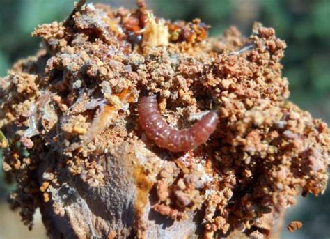 Fir Coneworm College Of Agricultural Sciences