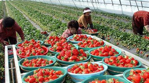 딸기 전략산업으로 육성한다2022년까지 3480억 투입