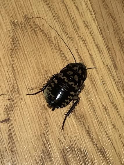 squashed this bug in my mom s room is it a roach r whatsthisbug
