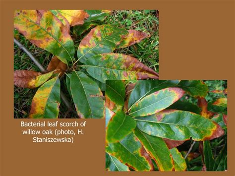 Ppt Bacterial Leaf Scorch Of Oak Powerpoint Presentation Free