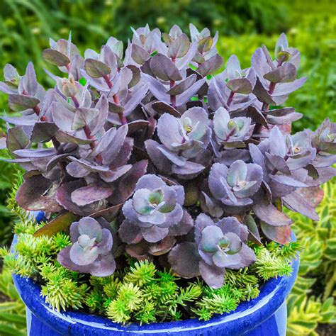 Blue Pearl Sedum Brecks