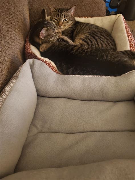 Our Human Brought Hs Two Beds But We Both Fits On One Bed So We Both