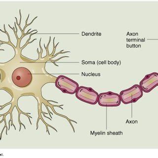 12 Elementary RC Circuit As A Neuron Model Download Scientific Diagram