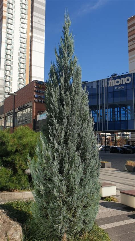플가 로키향나무 블루 엔젤 Juniperus Scopulorum Blue Angel