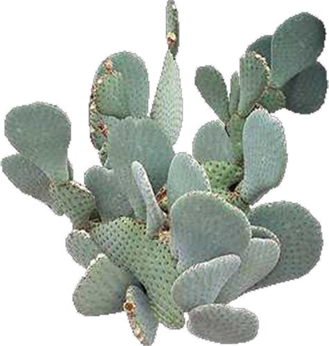 Prickly Pear Succulent Tropical Fruit Cactus Png