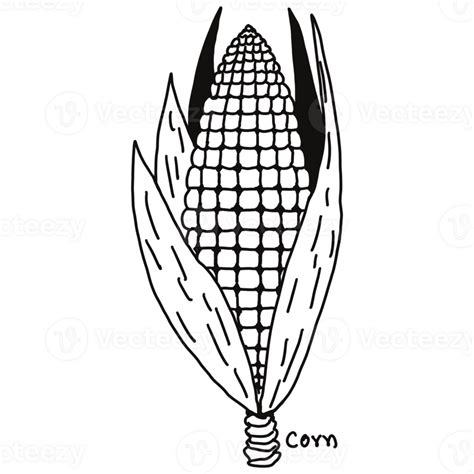 Corn Doodle Drawing Line Draw Of Fruit And Food 27107785 Png