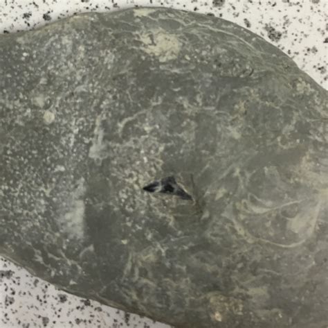 New Scale Fossil Id The Fossil Forum