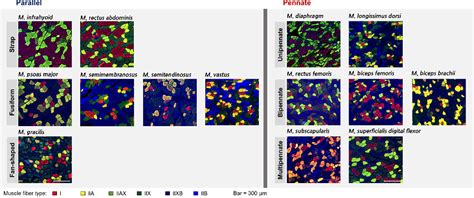Figure 2 From Comparison Of Meat Quality And Muscle Fiber