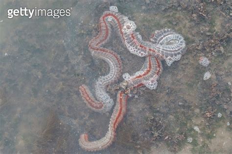 Sea Cucumbers Are Echinoderms From The Class Holothuroidea For