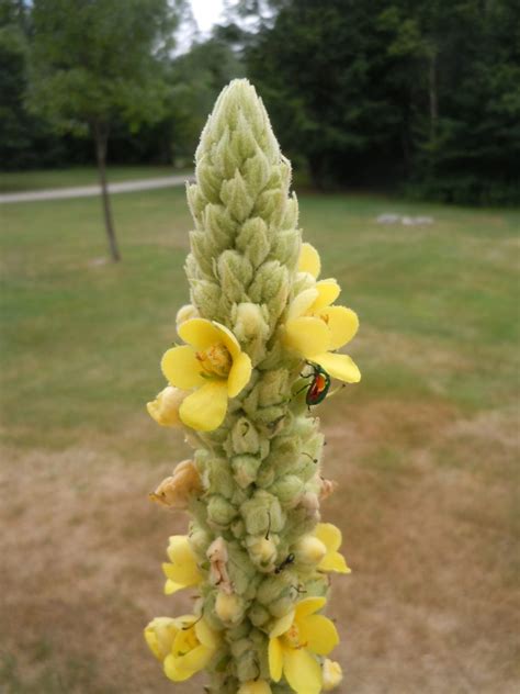 Mullein Identification Walter Reeves The Georgia Gardener