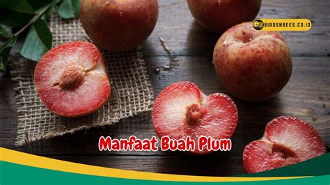 Kaya Akan Antioksidan Ketahui Manfaat Buah Plum Untuk Kesehatan Birds N Bees