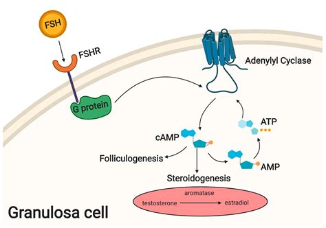 Cells Free Full Text The Stemness Of Human Ovarian Granulosa Cells