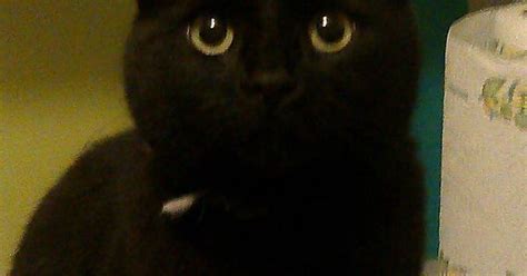 Why U Do Dis Hooman Imgur