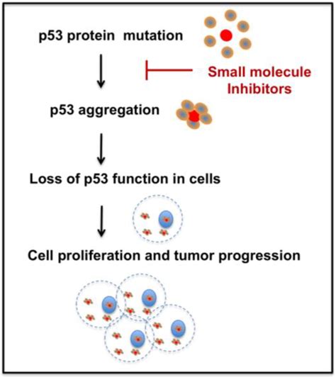 Treating P53 Mutant Aggregation Associated Cancer