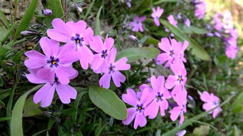 화려한 색으로 눈길을 끄는 꽃잔디 오마이포토