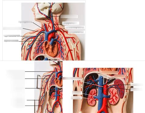 Blood Vessels Model 1 Diagram Quizlet