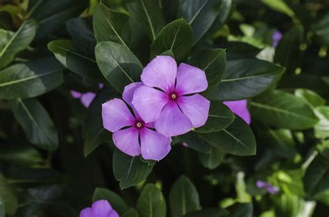 Periwinkle Flower Meaning In Love And Life Xu Farm