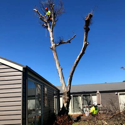 Gallery Southern Tree Service