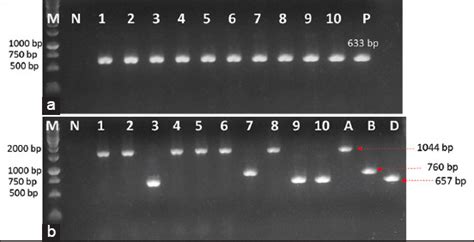 First Study On Capsular Serotypes And Virulence Factors Of Pasteurella