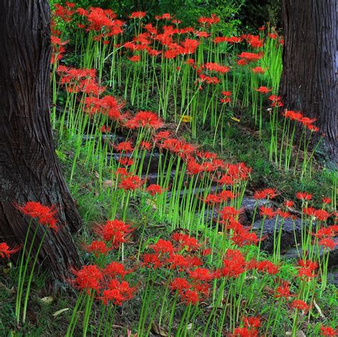 Red Spider Lily Bulbs For Sale Lycoris Red Radiata Easy To Grow Bulbs
