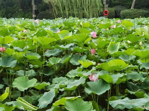 2024上海荷花睡莲展时间地点 上海慢慢看