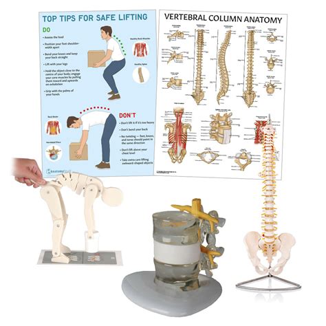 Anatomystuff Complete Manual Handling Demonstration Kit Occupational