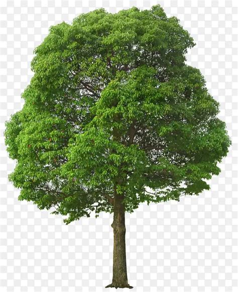 植物树叶和树实体PNG图片素材下载 图片编号yzvvejgz 免抠素材网
