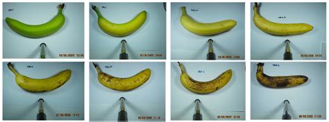 Banana Peel Nutrient Value At Ricardo Black Blog