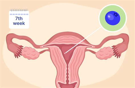 Signs Ovulation Is Over For Better Pregnancy Planning Femia
