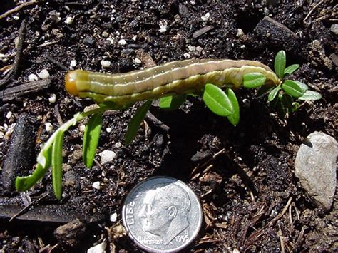 False Armyworm Cooperative Extension Cranberries University Of