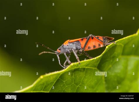 A False Milkweed Bug Lygaeus Turcicus Perches On The Edge Of A Leaf