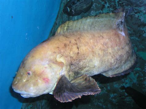 鶴岡市立加茂水族館 イサゴビクニン