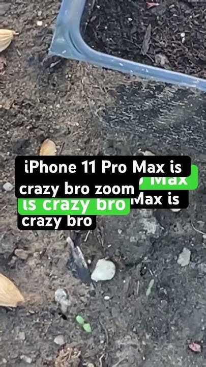 Iphone 11 Pro Max Zoom Is Crazy Bro Youtube