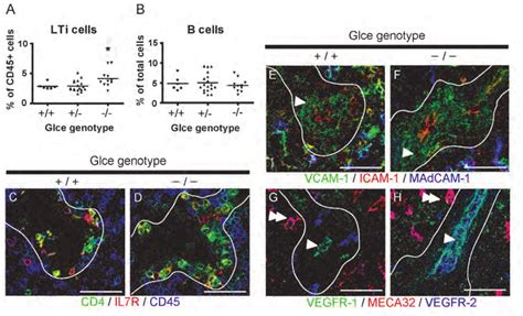 Splenic White Pulp Anlage Can Be Found In Glce Mice A B The