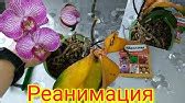 Топаз от гнили и фузариоза у орхидеи. Как помочь. Часть 2. - YouTube