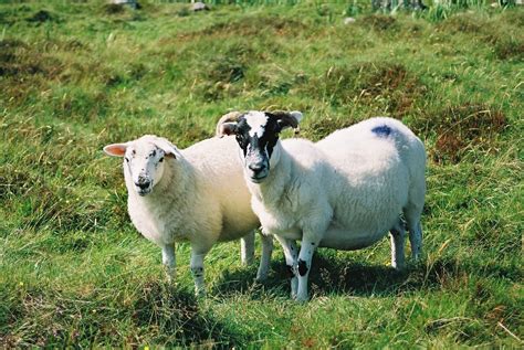 Free Sheep Stock Photo FreeImages Com