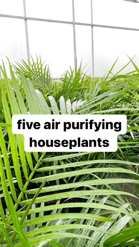 5 Best Air Purifying Plants For The Bedroom Artofit