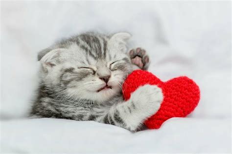 給付金3万円の対象となる【住民税非課税世帯】年収目安はいくら？住民税が非課税となる3つの要件 《年代別》住民税”課税”世帯の割合は？？ Limo くらしとお金の経済メディア