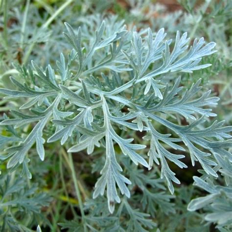 Artemísia na Medicina Natural - Elisabete Milheiro