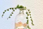 String Of Pearls Propagation Guide High Success Rate Succulent Alley