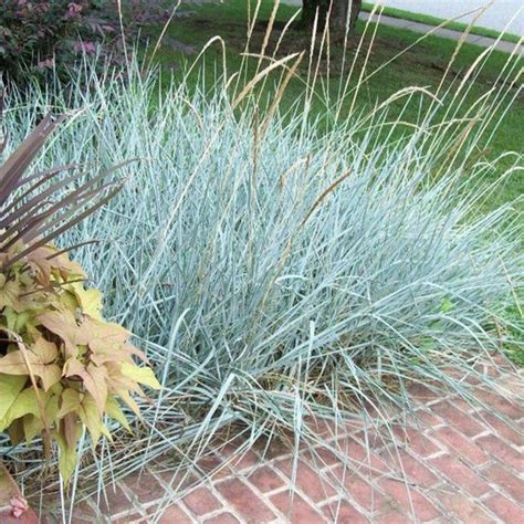 Blue Dune Lyme Grass For Sale Garden Goods Direct