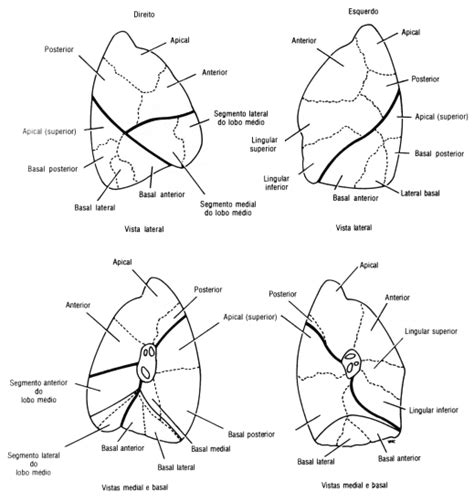 Segmentos Broncopulmonares